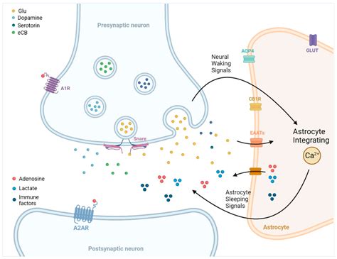 Possible Neuronal Astrocyte Feedback Model For Sleep Homeostasis The Download Scientific