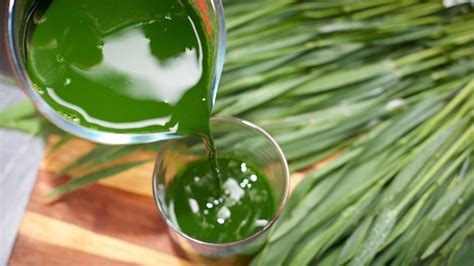 Wheatgrass Juice A Natural Elixir For Radiant Complexion Britts