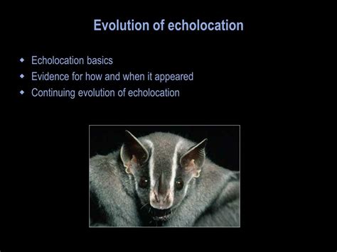 Ppt Evolution Of Echolocation Powerpoint Presentation Free Download