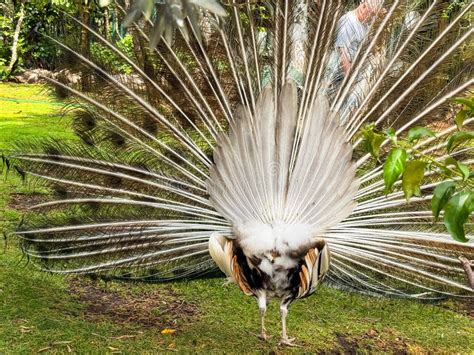 Back View Of A Peacock Displaying Feathers In Full Spread Rear Perspective Tail Details And