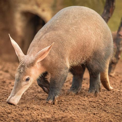 Download Aardvark Foragingin Dirt Wallpaper