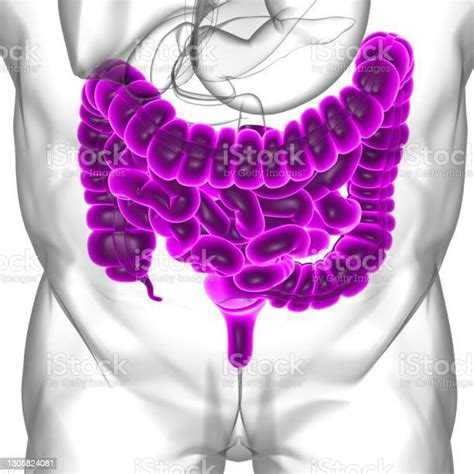 크고 큰 장 3d 일러스트 인간 소화 시스템 해부학 3차원 형태에 대한 스톡 사진 및 기타 이미지 3차원 형태 간 내부 기관 건강관리와 의술 Istock