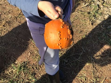 Pumpkin Patch Marden Primary Academy