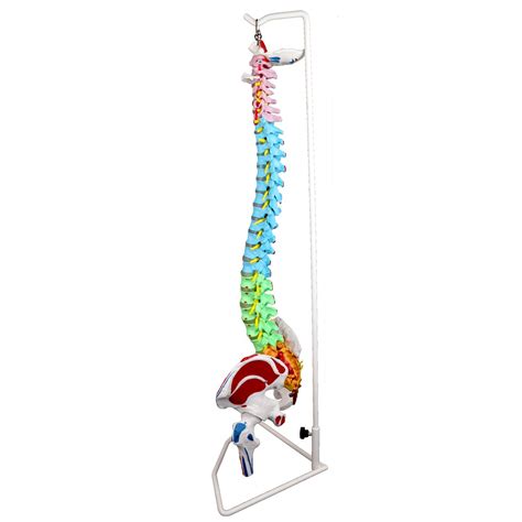 Walter Life Size Flexible Spinal Column With Color Coded Regions And Muscles Spinal Column