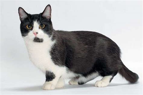 Japanese Cat Breeds Cats In Japan Dzgzcj