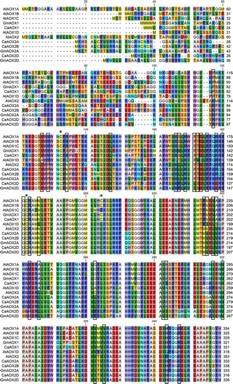 Sequence Alignment For Chickpea Soybean And Arabidopsis Aox Proteins Download Scientific