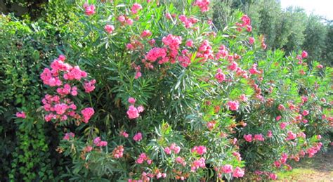 How Fast Is Nerium Oleander Tree Growth Rate Embracegardening