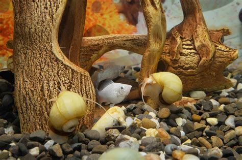 How Long Do Snails Sleep Its Not What You Thought Fishkeeping World