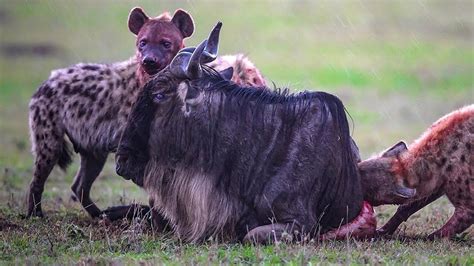 صحنه بسیار دلخراش جون دادن کل یالدار زیر دست و پای کفتار ها؛ دلشو نداری