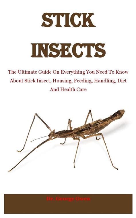 Buy Stick Insects The Ultimate Guide On Everything You Need To Know