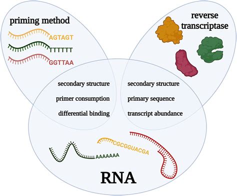 Artifacts And Biases Of The Reverse Transcription Reaction In RNA Sequencing