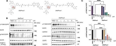 Egfr Targeting Phostacs As A Dual Inhibitory Approach Reveals Differential Downstream Signaling