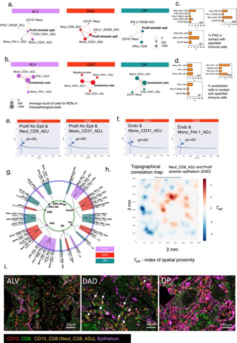 Spatial Organization Of Immune Cells Around Structural Cells In Download Scientific Diagram