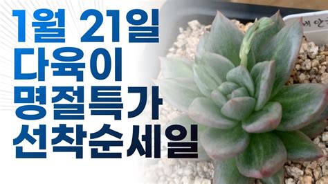 판매완료 1월 21일 🌟멋지고 화려한 다육이🌟 명절 특가 선착순 세일 다육이 금다육 다육이창 다육이키우기 多肉植物 Succulent Youtube