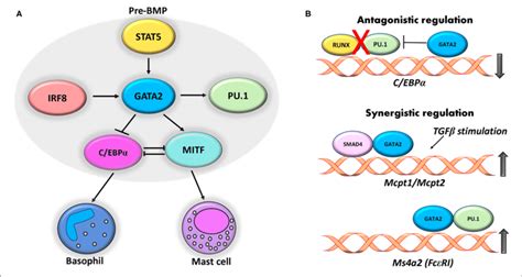 Cross Regulatory Interplay Between Transcription Factors A Gata2