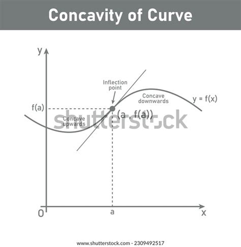 Concavity Curve Inflection Point Concave Down Stock Vector Royalty
