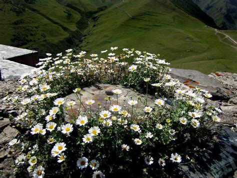 გვირილებიანი Photo