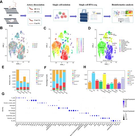 Single Cell Rna Sequencing Scrna Seq Atlas Of Con And Hu Ca And Fa