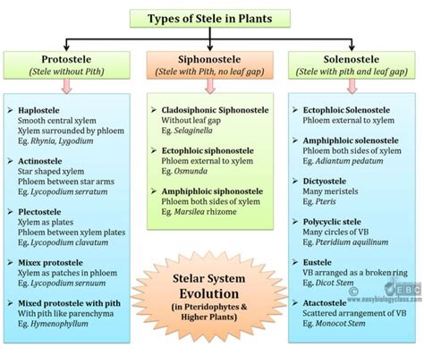 Stelar Evolution In Pteridophytes Easybiologyclass