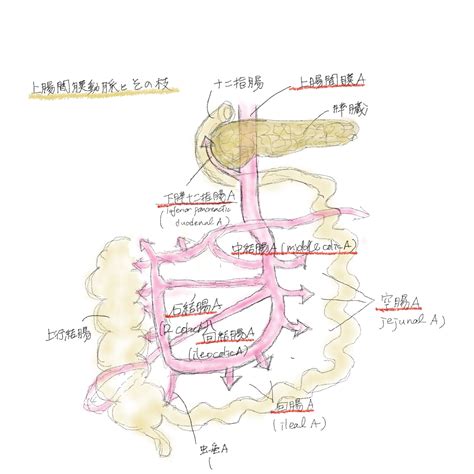 上腸間膜動脈（sma Superior Mesenteric Artery） 駆け出し婦人科腫瘍修練医のブログ