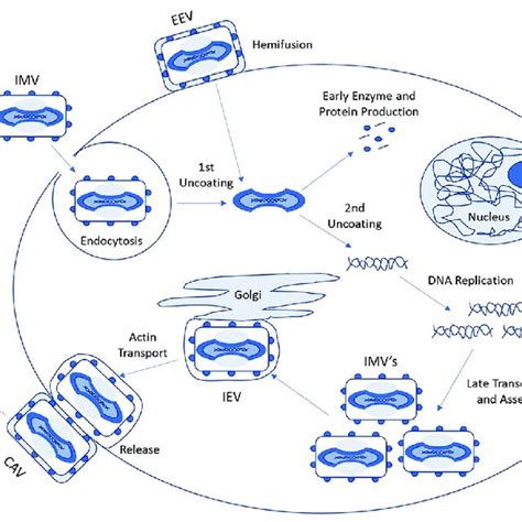 An Illustration Demonstrating The Monkeypox Replication Cycle Cav