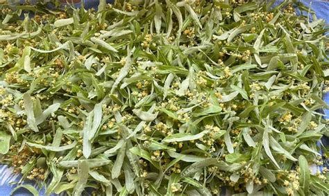 Пресен липов цвят реколта 2023 гр Русе Централен южен район • Olx Bg