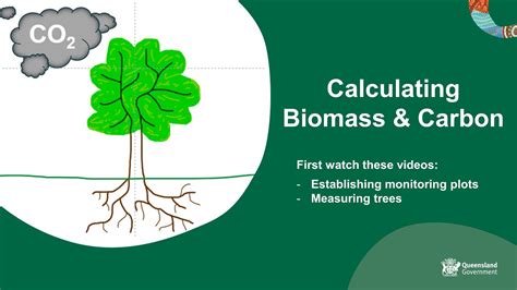 How To Find Biomass Of A Tree At James Reis Blog