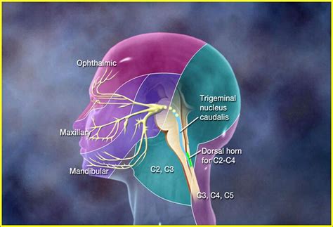 What Is Trigeminal Neuralgia Intelligent Dental