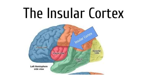 Diagrama Do Cortex Insular Interoceptive Integration In The Primate