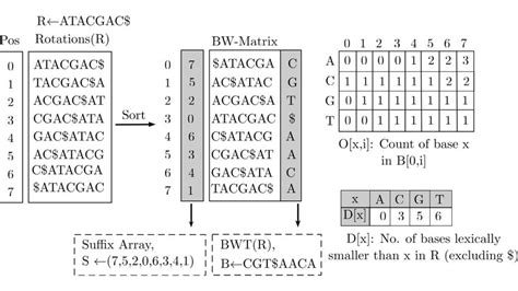 fm index s b d o and bw matrix for sample reference sequence r