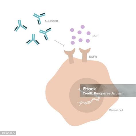 The Mutation Of Epidermal Growth Factor Receptor That Affect To Uncontrolled Of Cell