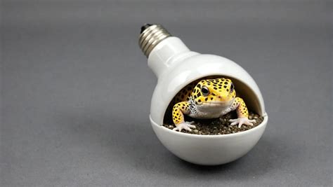 Ceramic Heat Bulb for Leopard Gecko – Talis Us