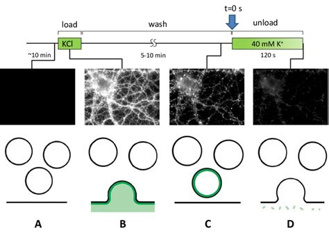fm dye uptake and release during high potassium stimulation download scientific diagram