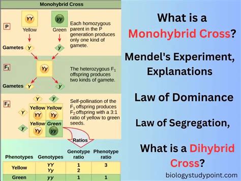 what is a monohybrid cross mendel s experiment 2025