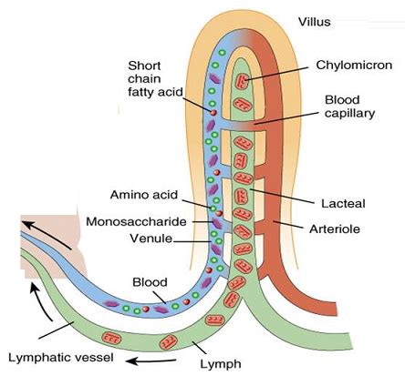 Absorption Function Of The Small Intestine And Significance Of Villi