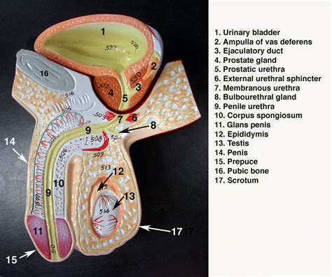 Male Reproductive System Model Labeled