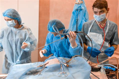 Veterinario Que Hace La Operación Para La Esterilización El Gato En La Mesa De Operaciones En ...