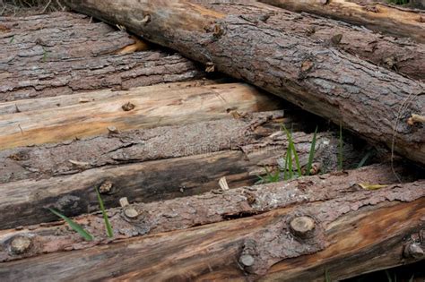 Stack Of Timber Logs Stock Photo Image Of Bark Industry 379767034