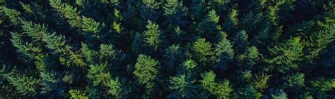 3 Pg Forest Growth Model Process Introduction