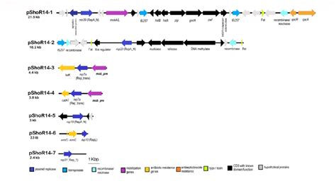 Linear Maps Of Putative Plasmids Detected In The Assembled Genome