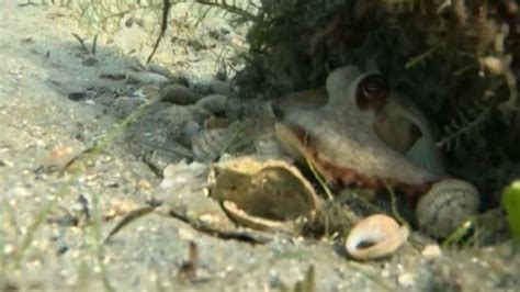 Octopus Tries Adding My Camera To Its Shell Collection Inspiremore