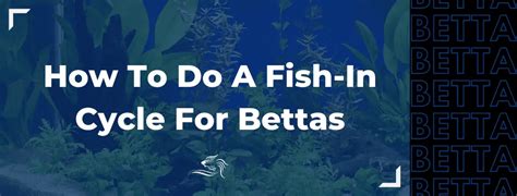 How To Do An Emergency Fish In Cycle With A Betta Fish