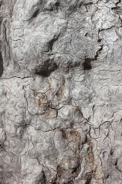 Premium Photo Tree Texture Background