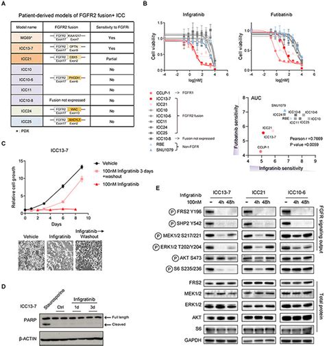 Egfr Inhibition Potentiates Fgfr Inhibitor Therapy And Overcomes