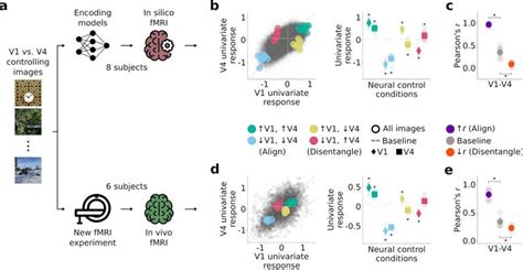 Computational Models Explore How Regions Of The Visual Cortex Jointly Represent Visual Information