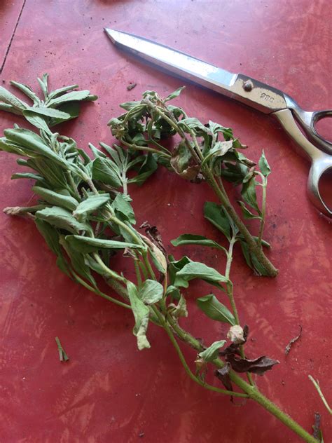 Homemade Stevia Extract