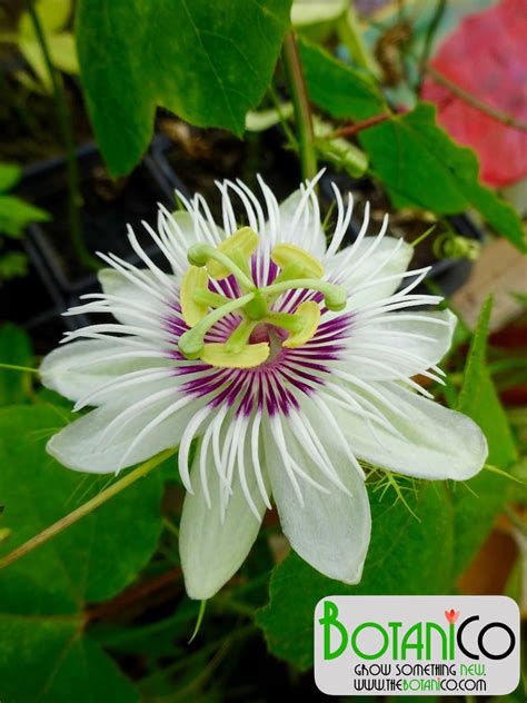 Passiflora Foetida Botanico