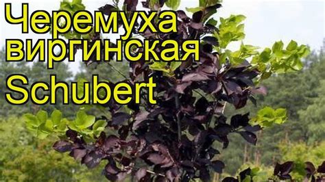Черемуха виргинская Шуберт. Краткий обзор, описание характеристик ...