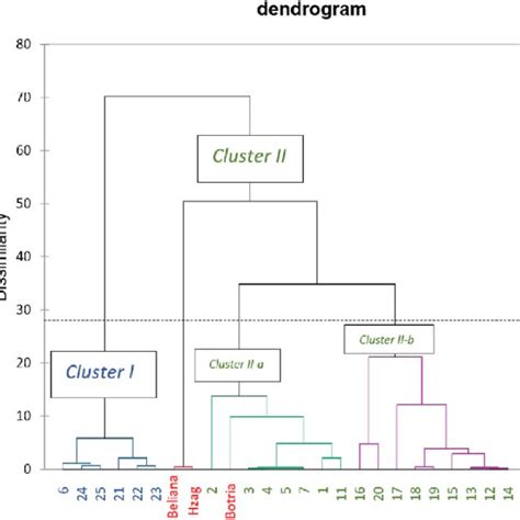 Hierarchical Clustering Analysis Dendrogram Of Individual Samples