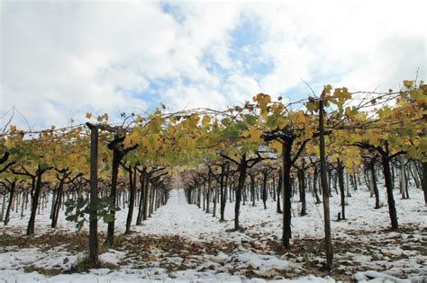 Regione 8 Milioni Per Il Settore Vitivinicolo Labruzzo È Servito